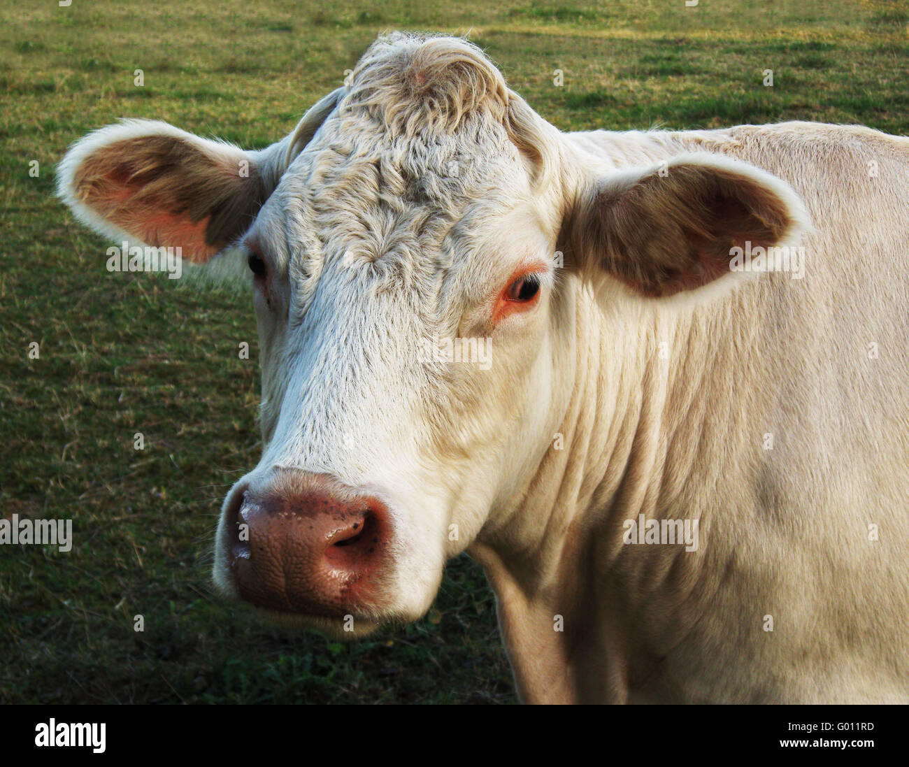 Albino cow hi-res stock photography and images - Alamy