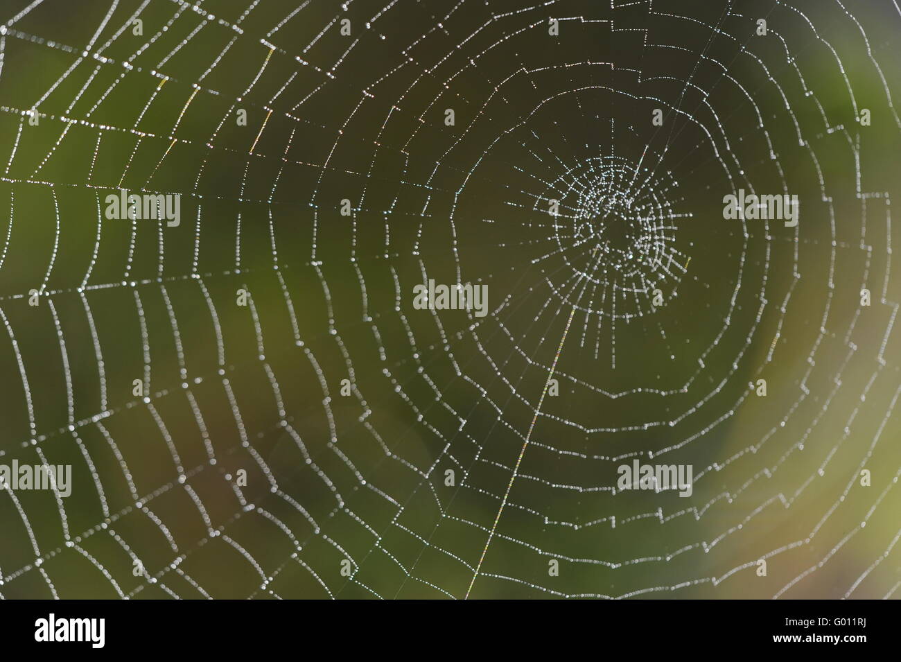 Vernetzung natur hi-res stock photography and images - Alamy