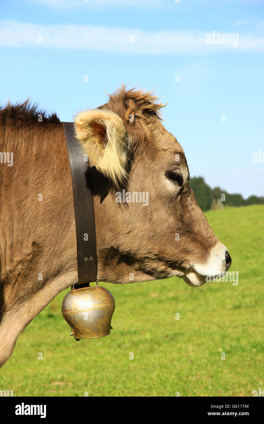 alpine cow on meadow Stock Photo - Alamy