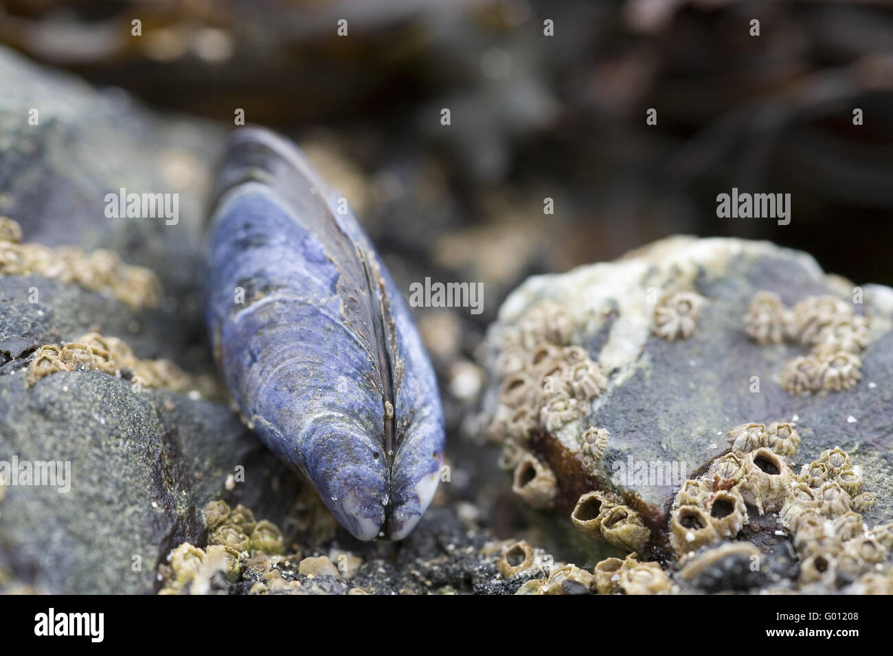Atlantic bowl hi-res stock photography and images - Alamy
