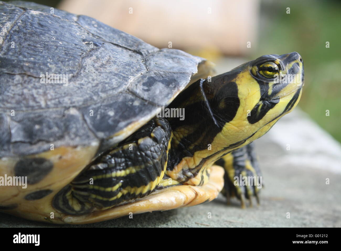 Yellow bellied slider Stock Photo - Alamy