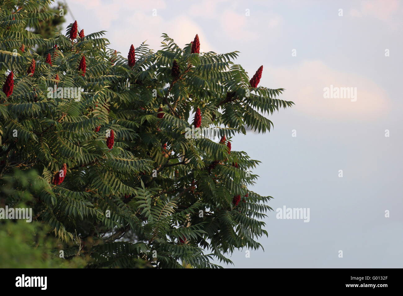 Staghorn sumac (Rhus typhina) tree in a garden Stock Photo - Alamy