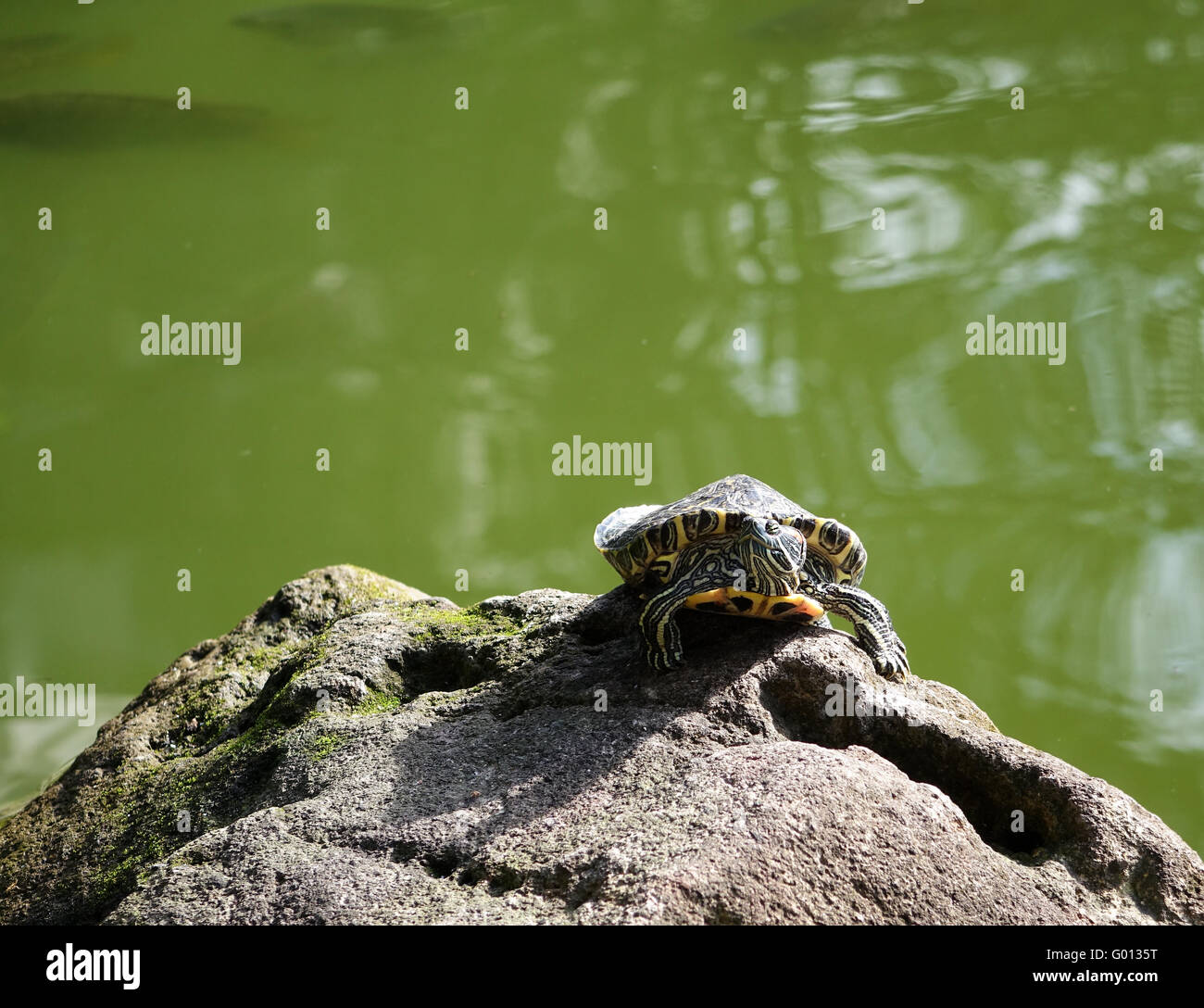Aquatic turtle on rock hi-res stock photography and images - Alamy