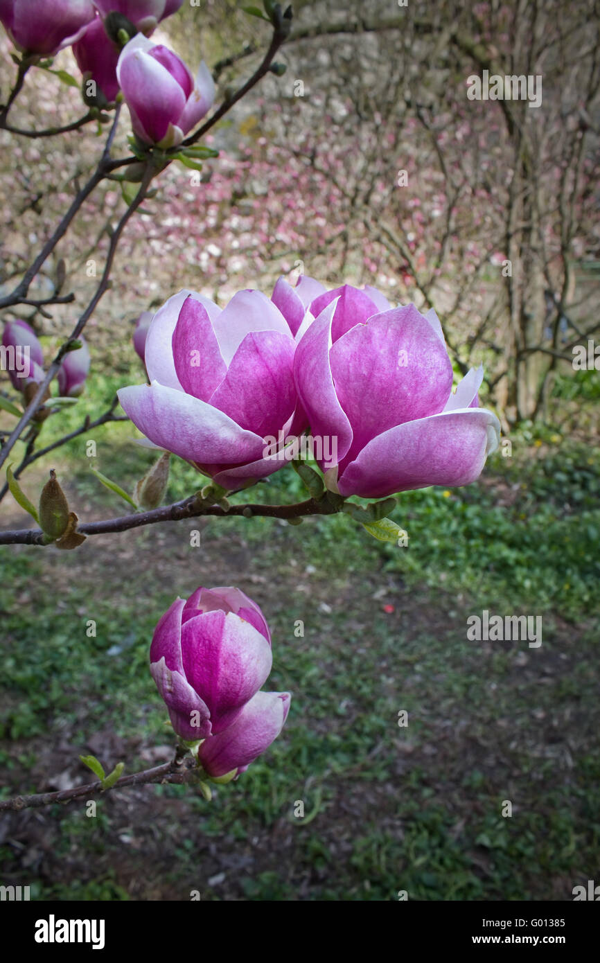 Magnolia up close hi-res stock photography and images - Alamy