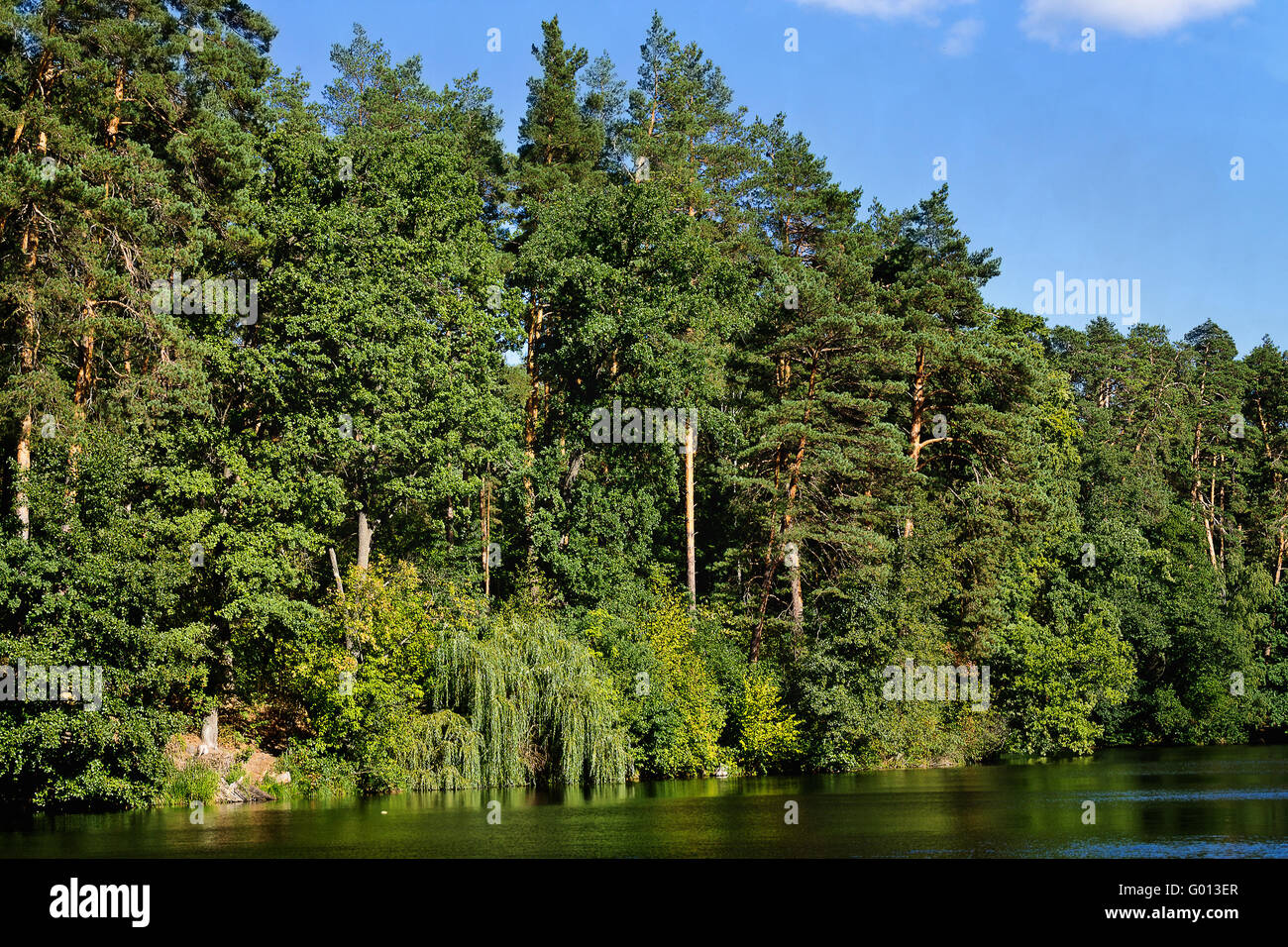 thick green forest on the river bank Stock Photo - Alamy