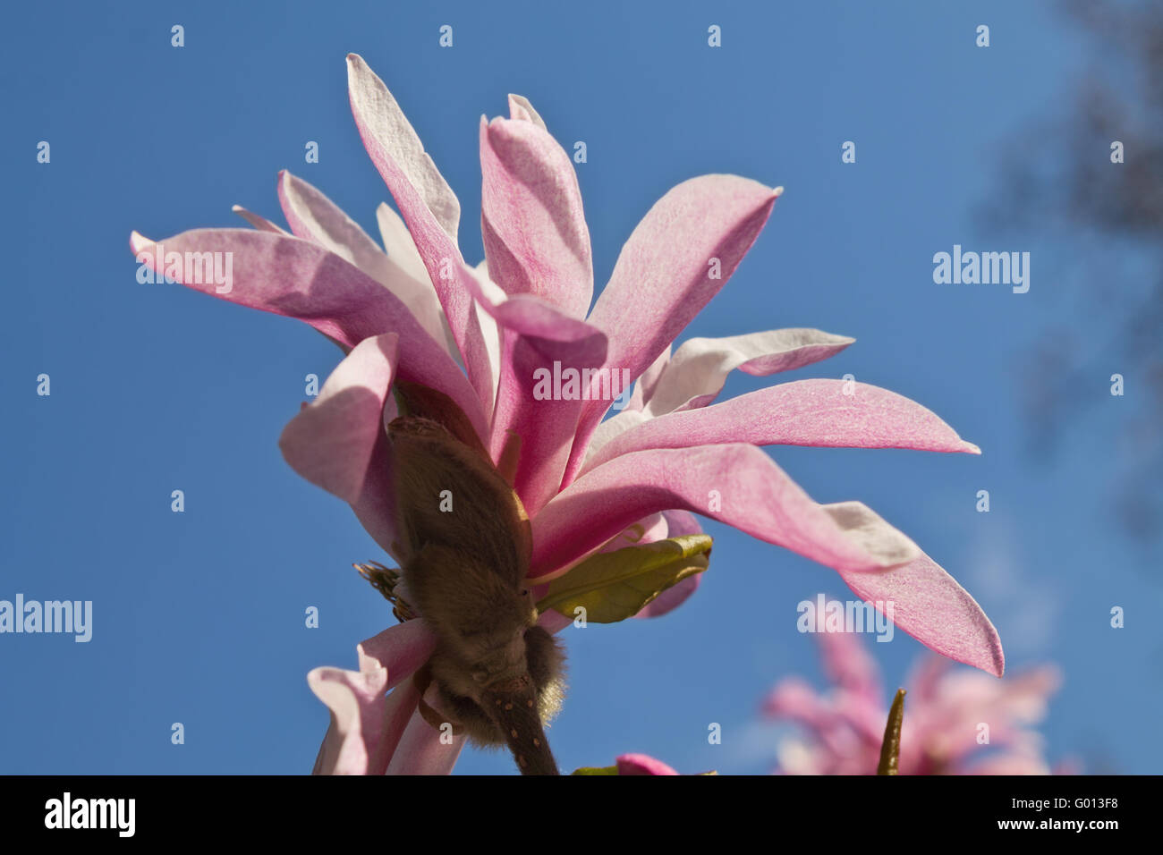 Magnolia up close hi-res stock photography and images - Alamy