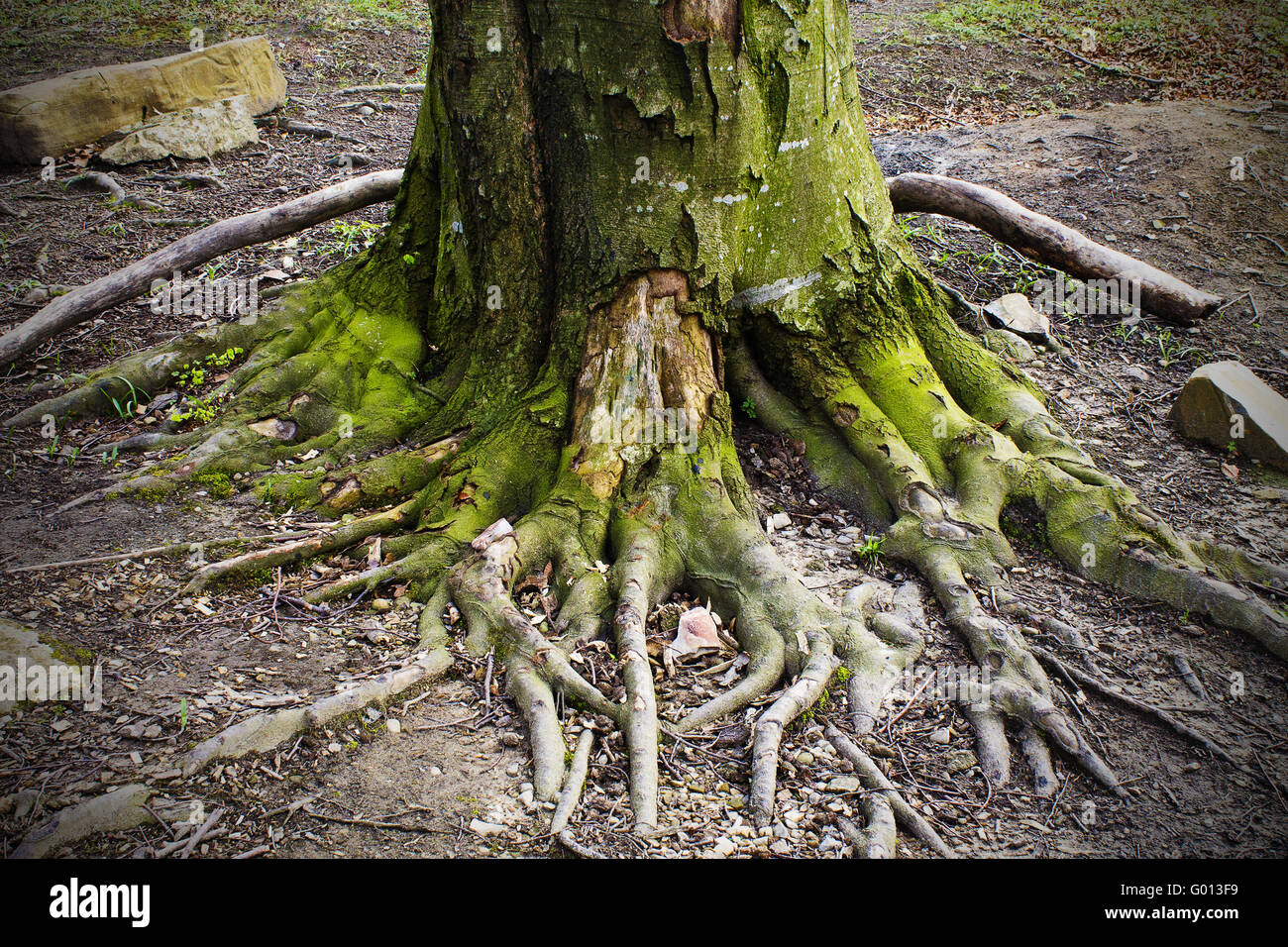 Big tree roots hi-res stock photography and images - Alamy