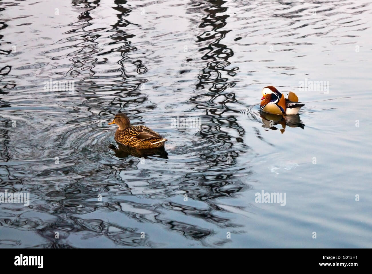 wild ducks on the lake Stock Photo - Alamy
