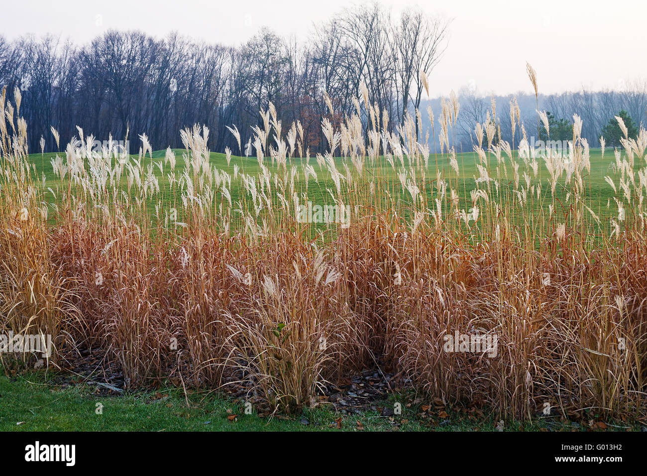 Field of tall grass hi-res stock photography and images - Alamy