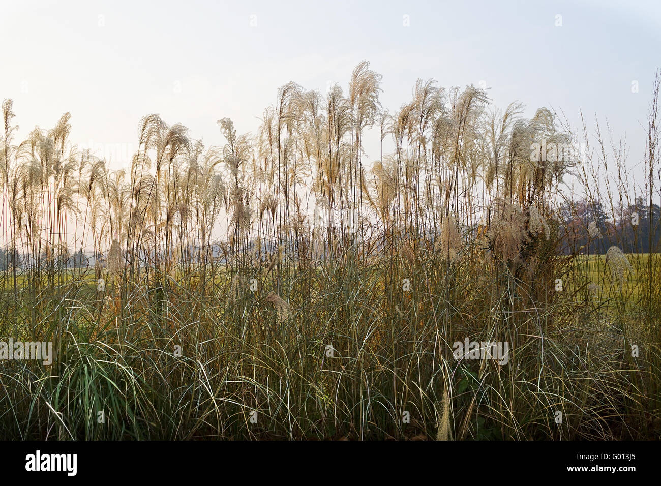 Tall grass field hi-res stock photography and images - Alamy