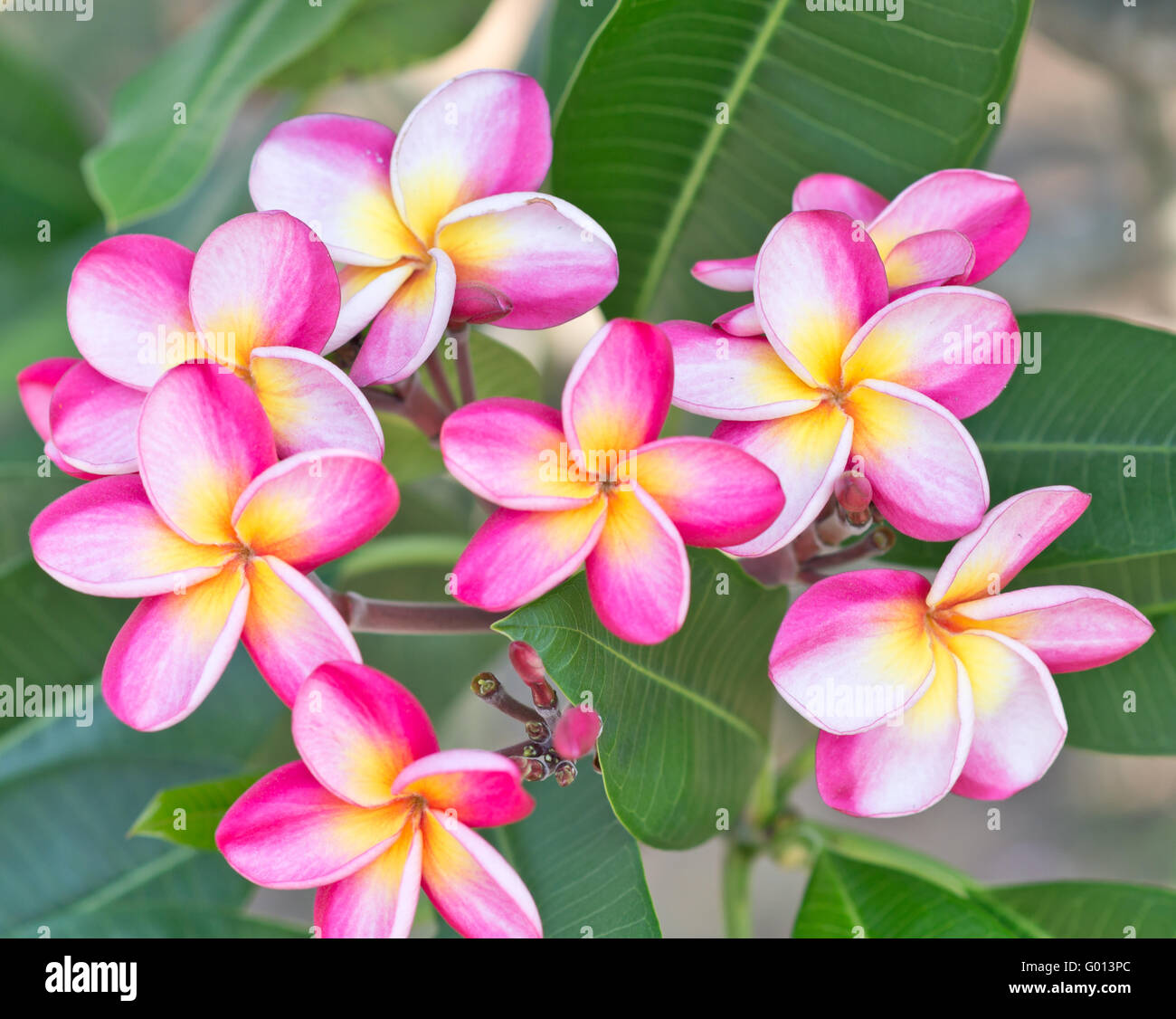 Frangipani harmony hi-res stock photography and images - Alamy