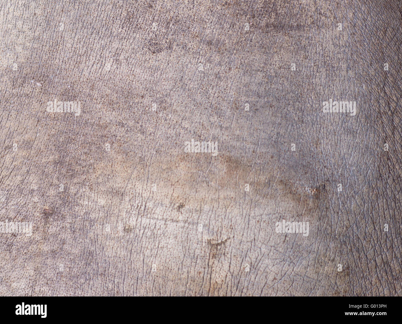 Rhino skin texture hi-res stock photography and images - Alamy