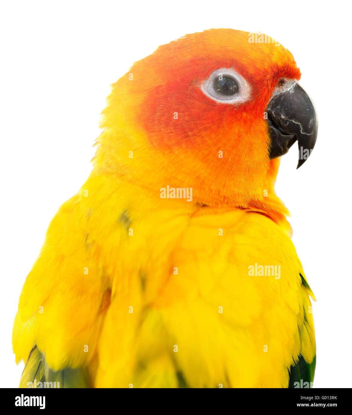 sun conure isolated on white background Stock Photo - Alamy