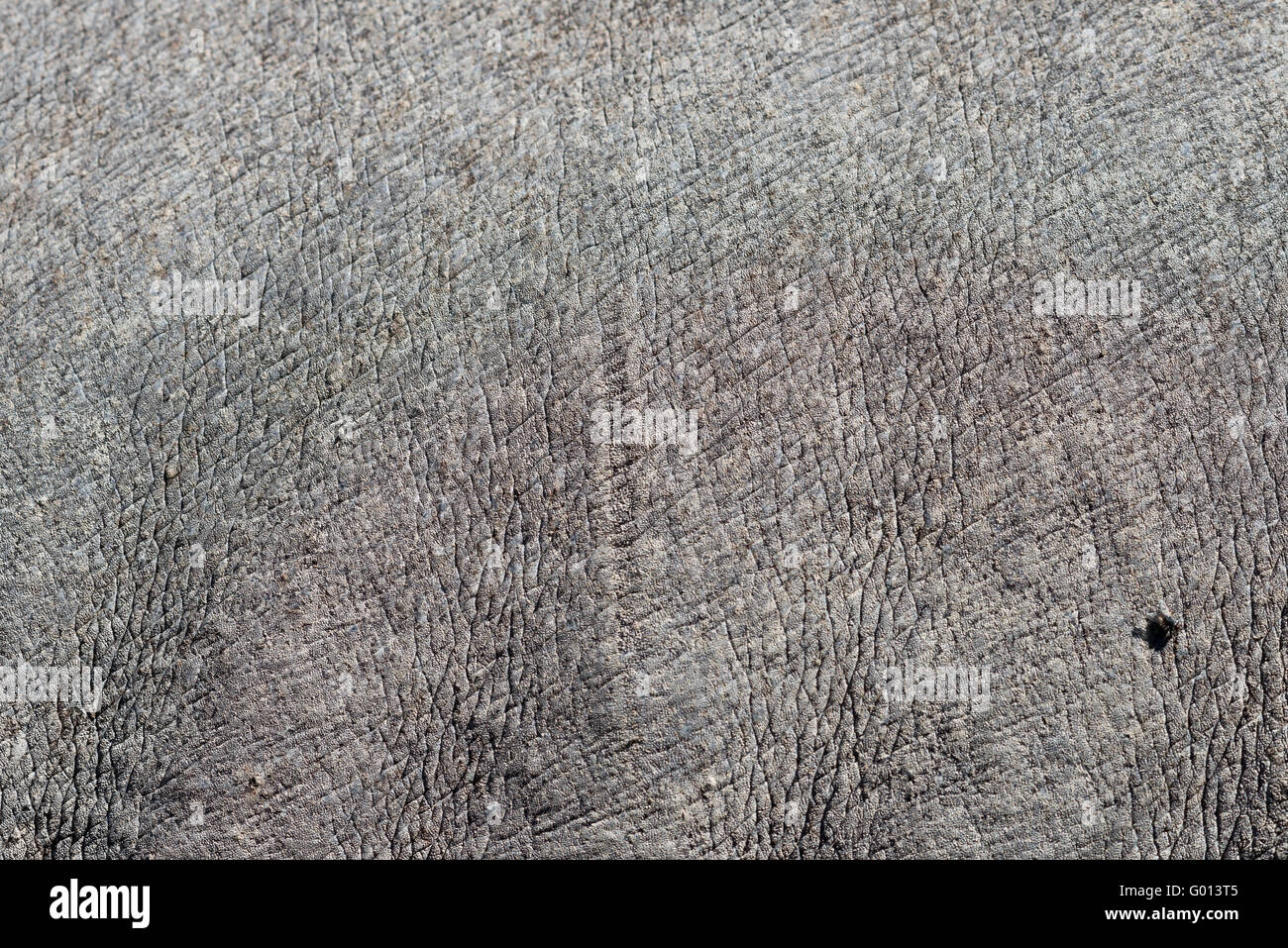 Rhino White Rhinoceros Skin Texture High Resolution Stock Photography ...