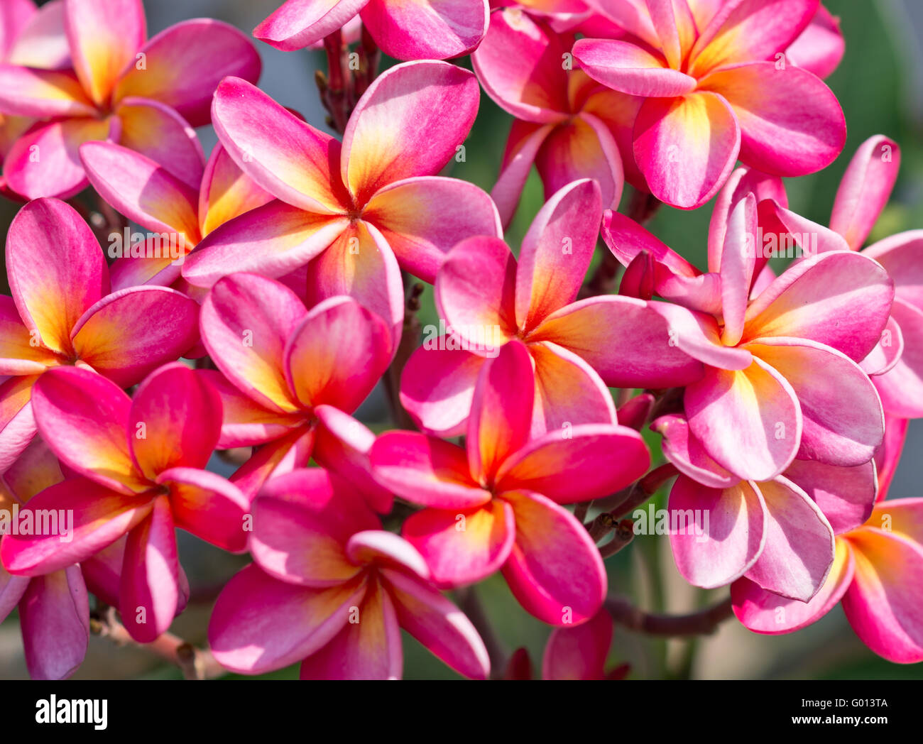 Frangipani harmony hi-res stock photography and images - Alamy