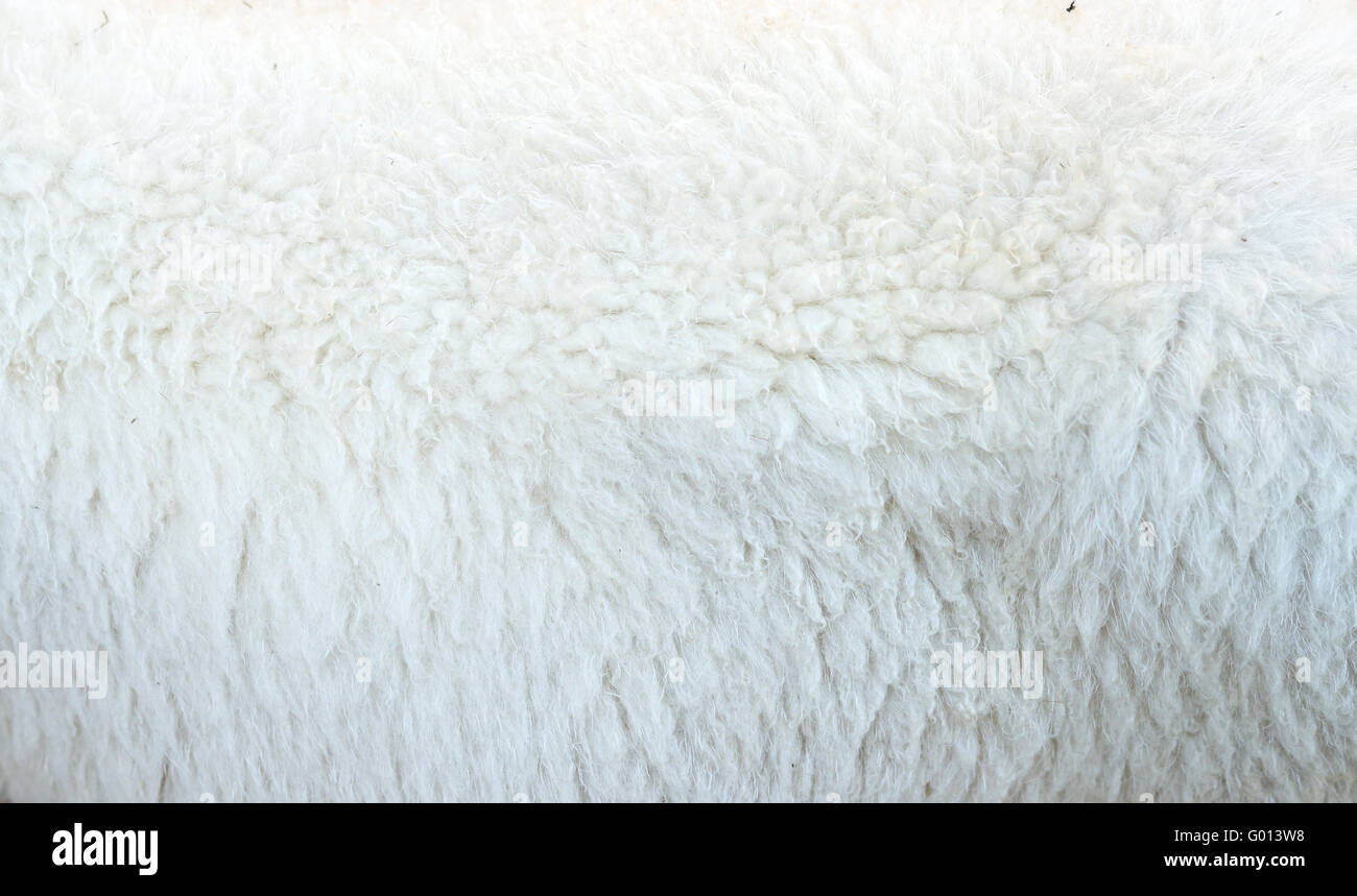 fluffy wool of white sheep Stock Photo - Alamy