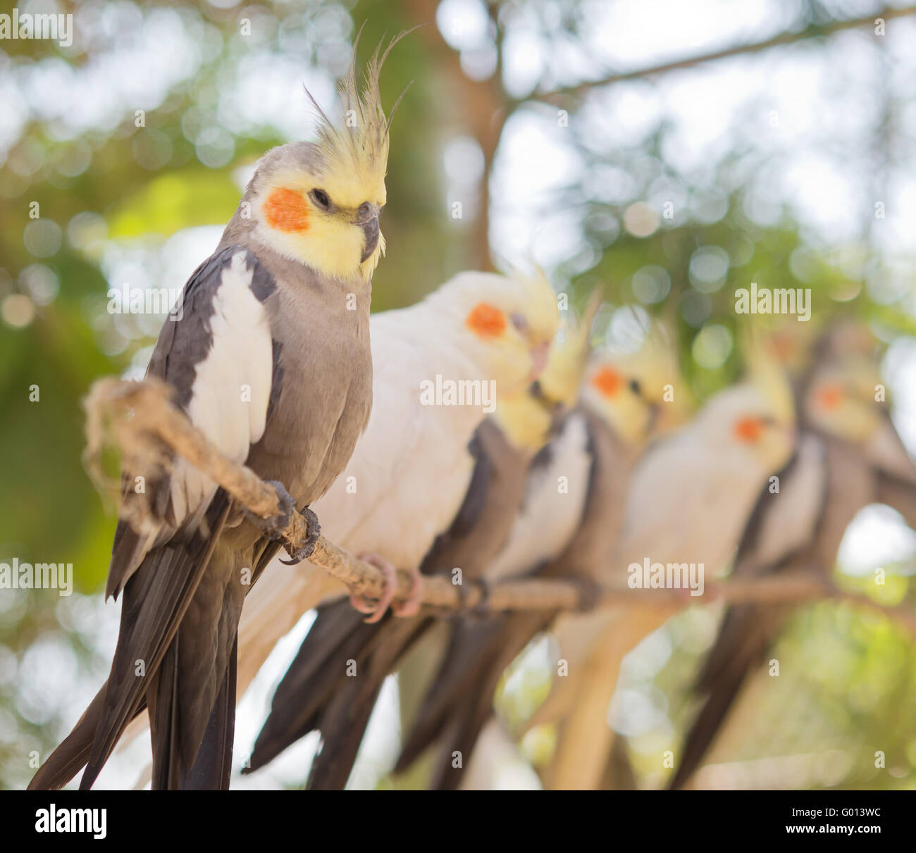 Parrots on branch hi-res stock photography and images - Alamy