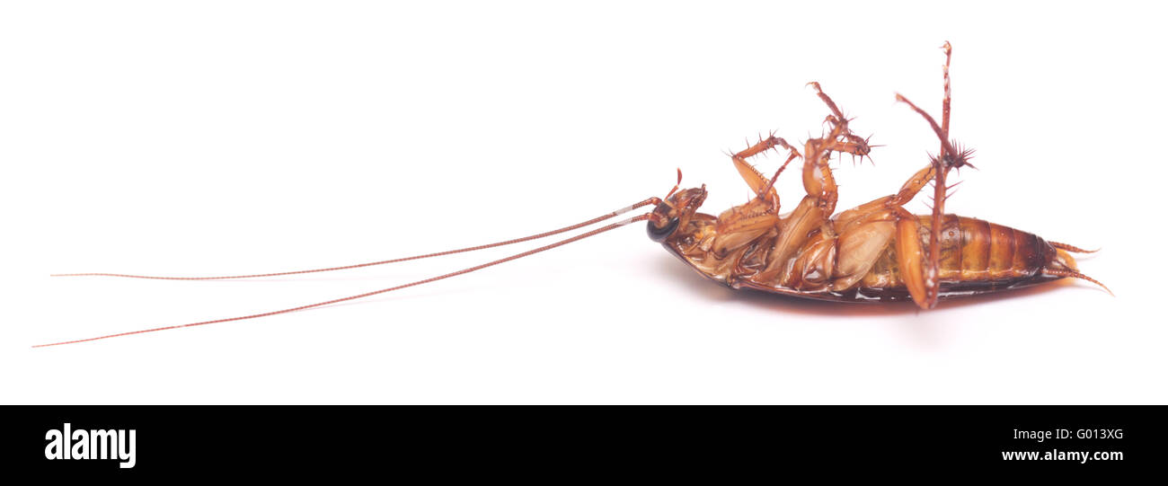dead cockroach isolated on white background Stock Photo - Alamy