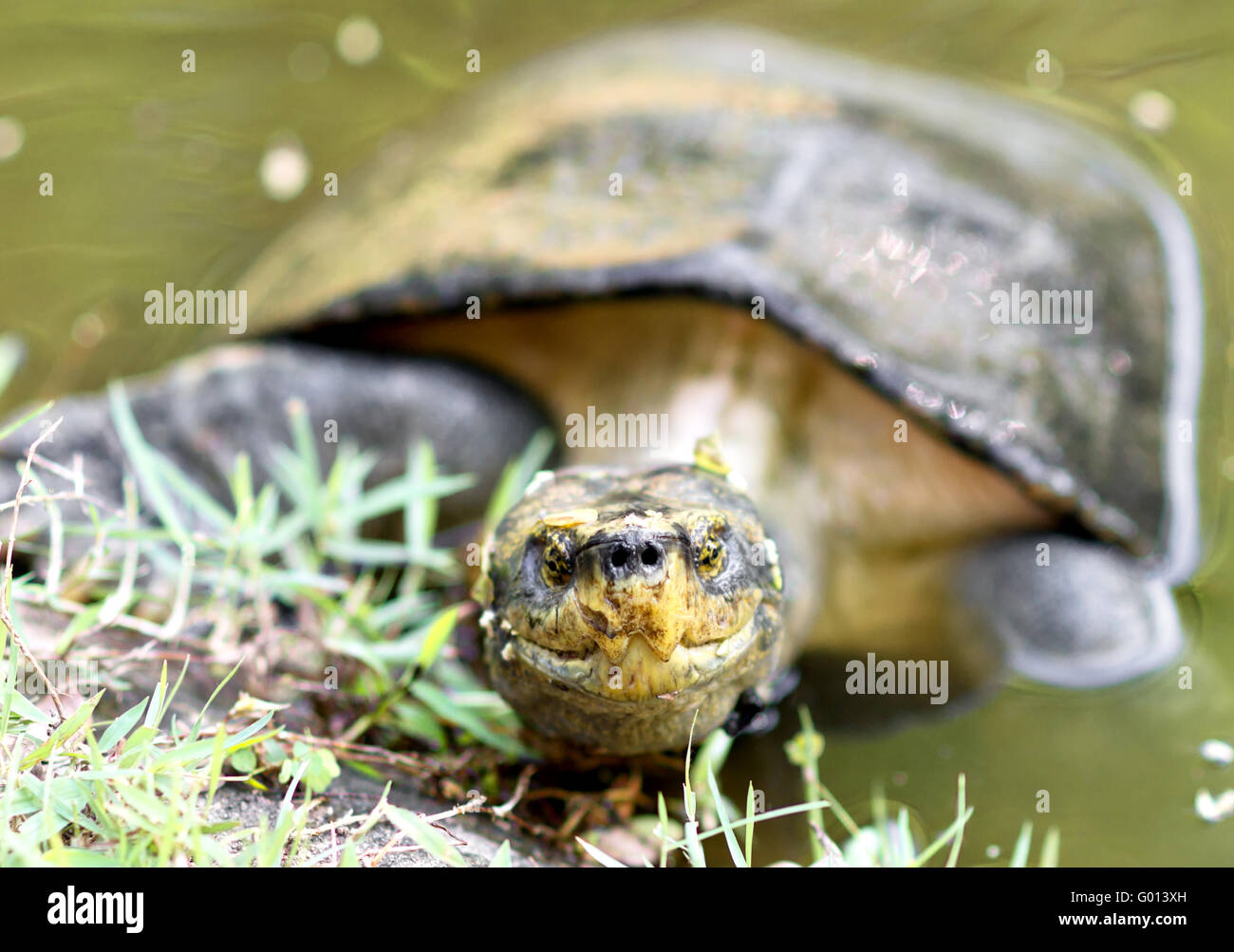 Water tortoise hi-res stock photography and images - Alamy