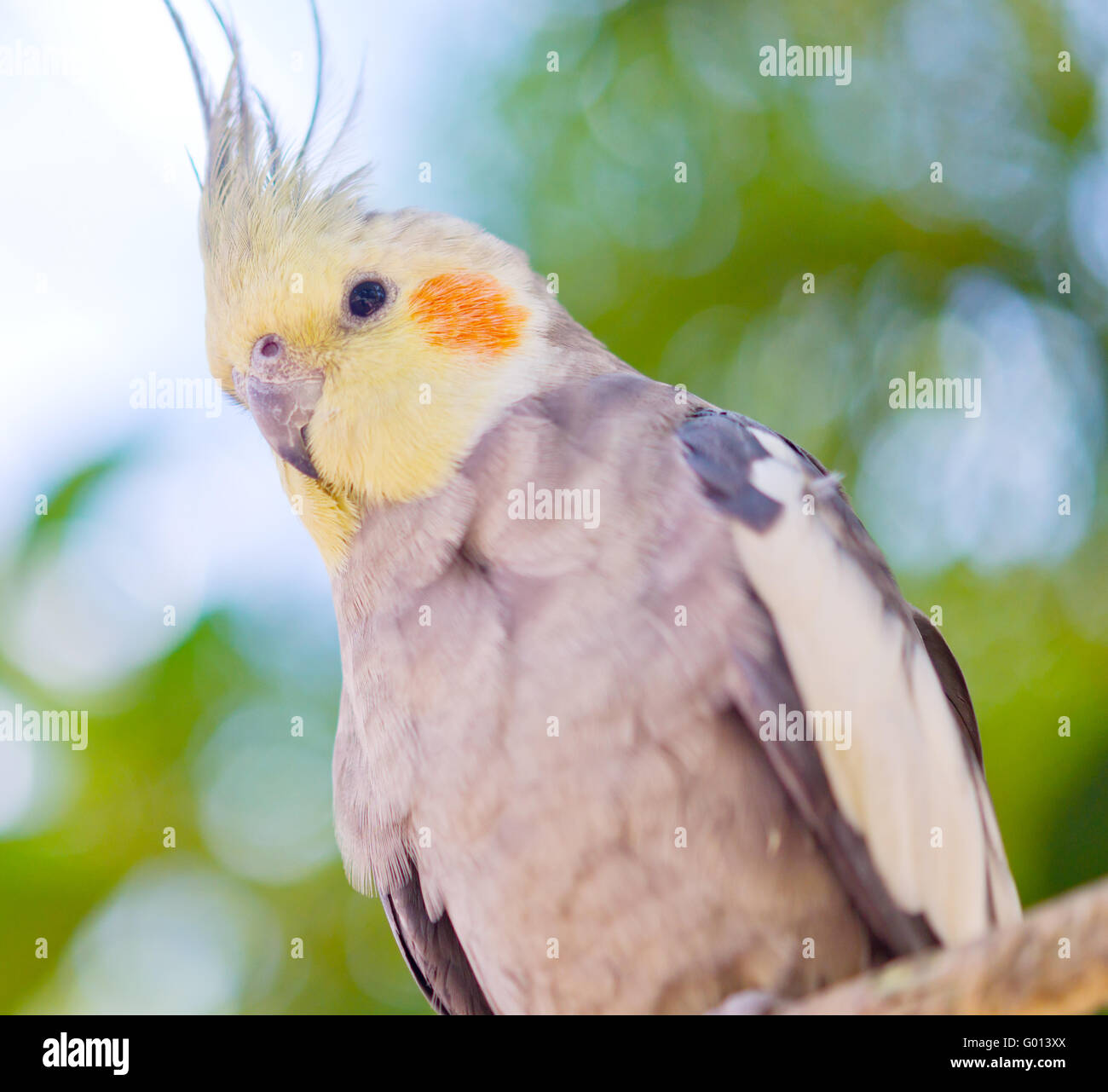 close up of parrot Stock Photo - Alamy