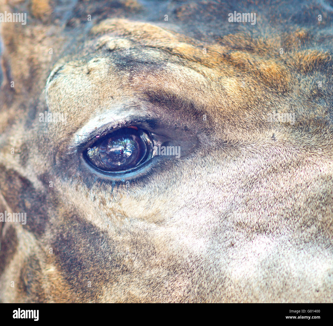close up of giraffe eye Stock Photo - Alamy