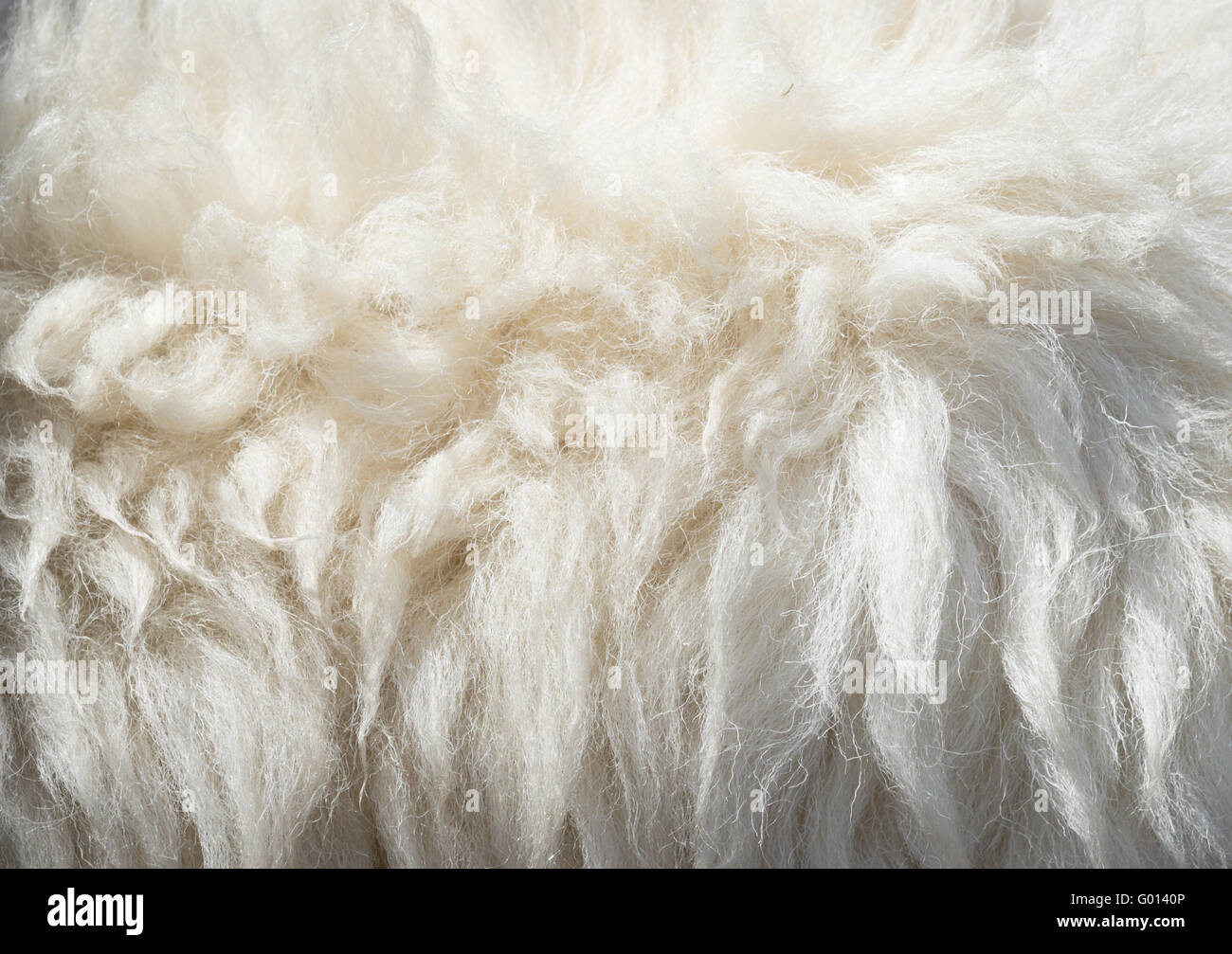 great white sheep wool texture Stock Photo - Alamy
