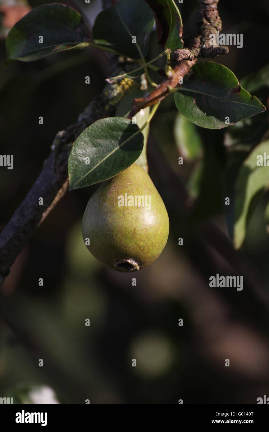 Pear fruit in evening sunlight Stock Photo - Alamy