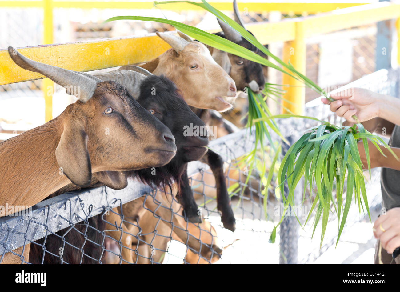feeding goats in the Zoo Stock Photo - Alamy
