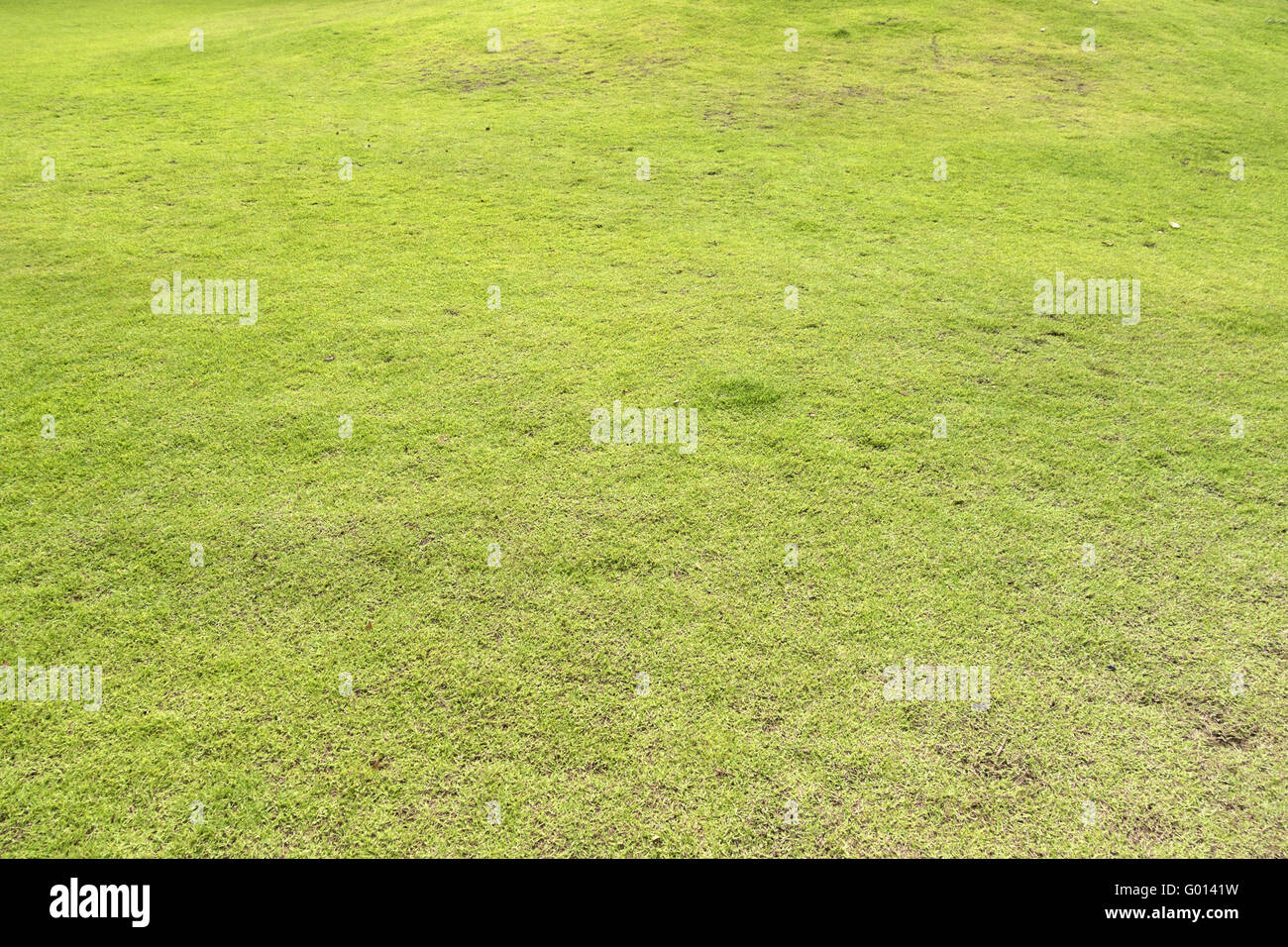 green field texture green field texture Stock Photo - Alamy