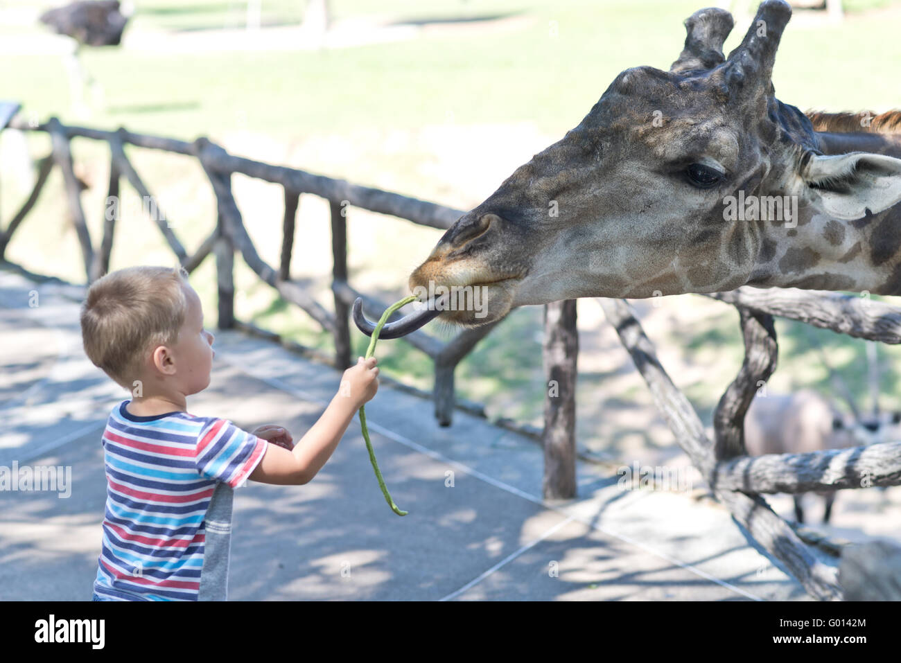feeding giraffe in the Zoo Stock Photo - Alamy