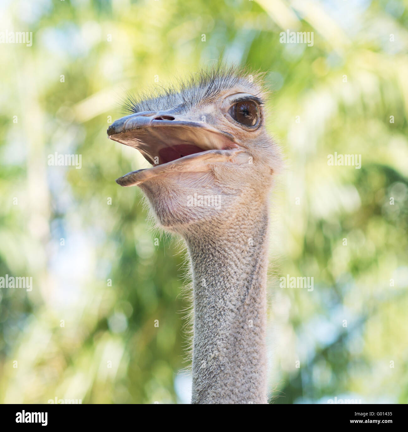 Close up face ostrich hi-res stock photography and images - Alamy