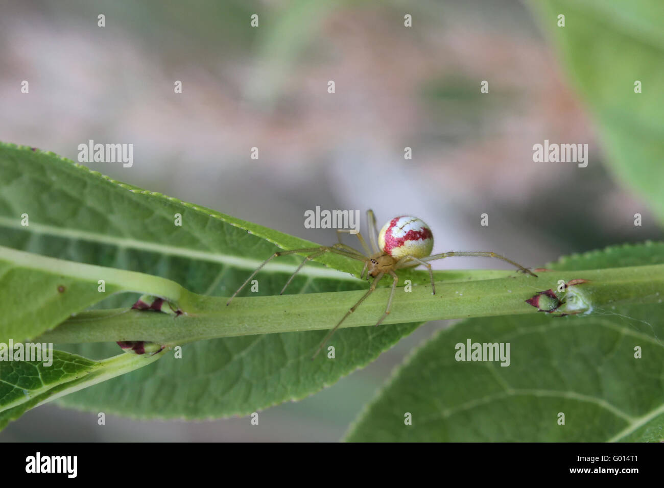 Cobweb Spiders And Comb Footed Spiders High Resolution Stock ...