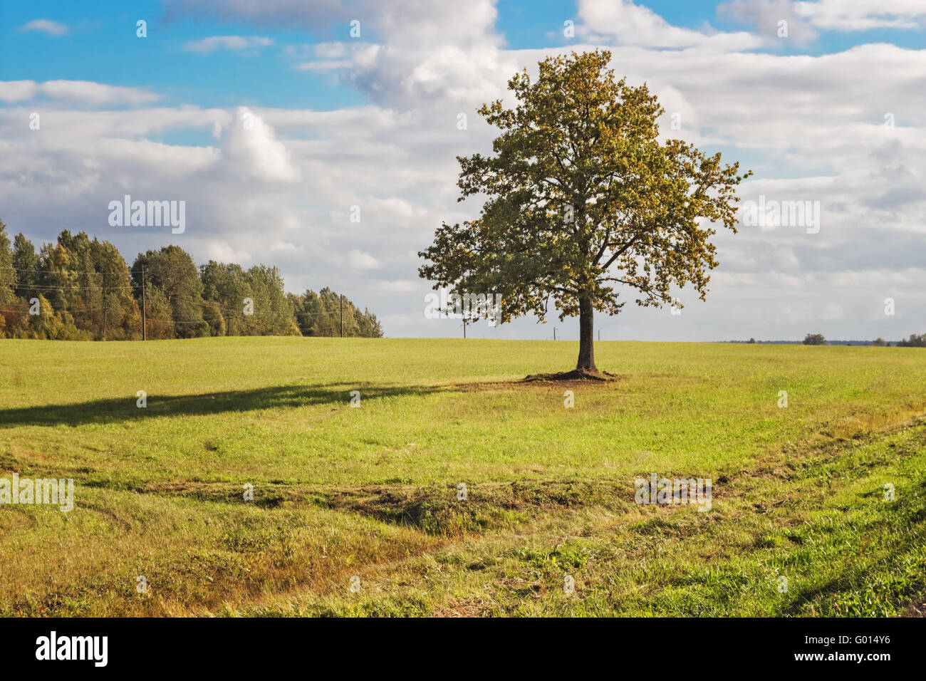 Frass tree hi-res stock photography and images - Alamy