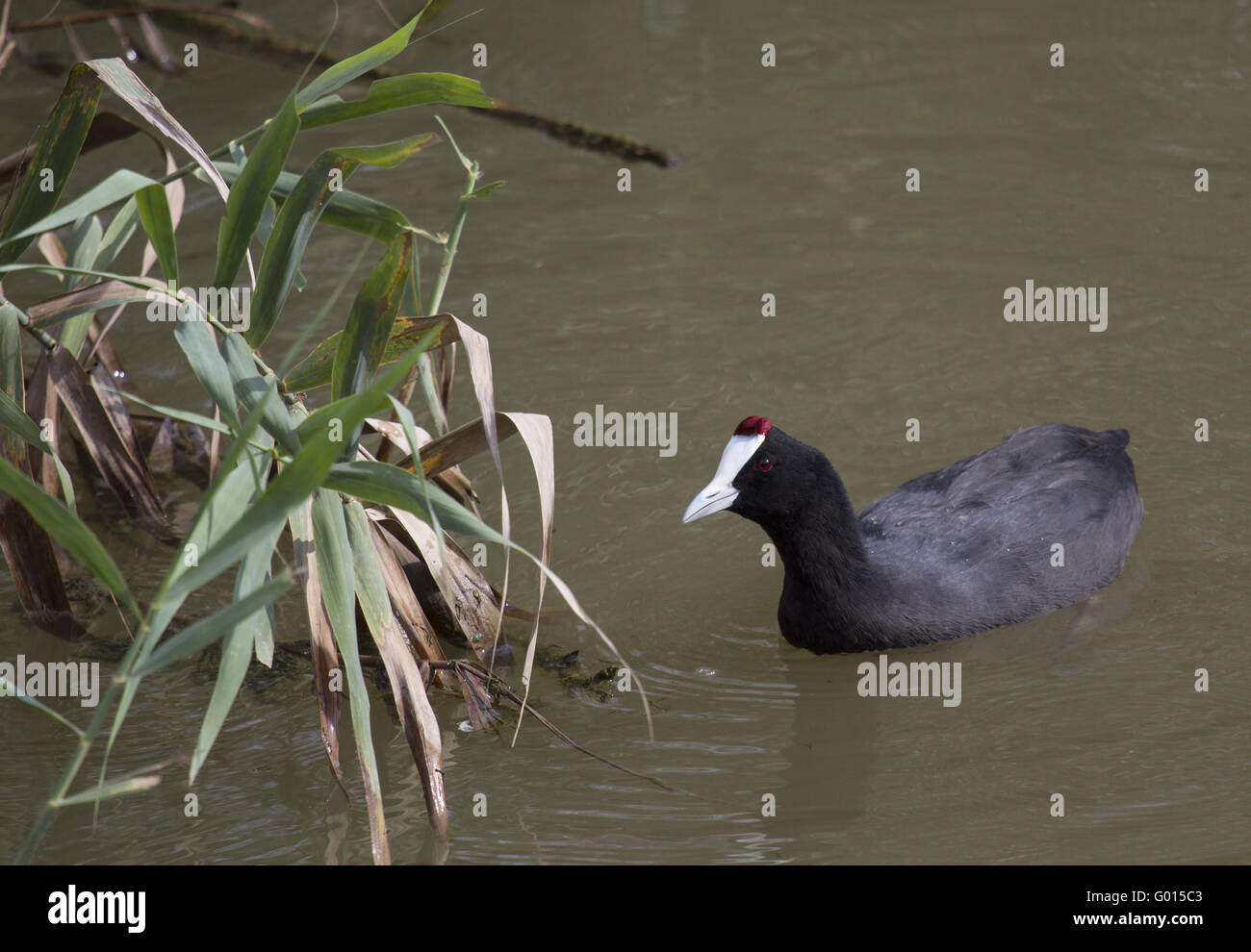 Knobbed hi-res stock photography and images - Alamy