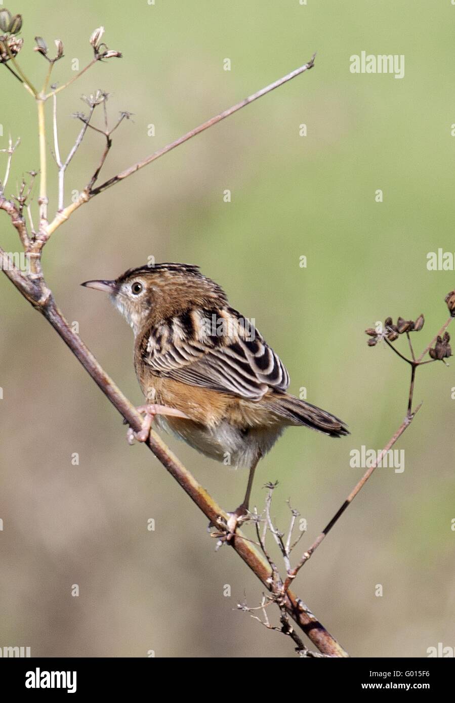 Seggenbestand hi-res stock photography and images - Alamy