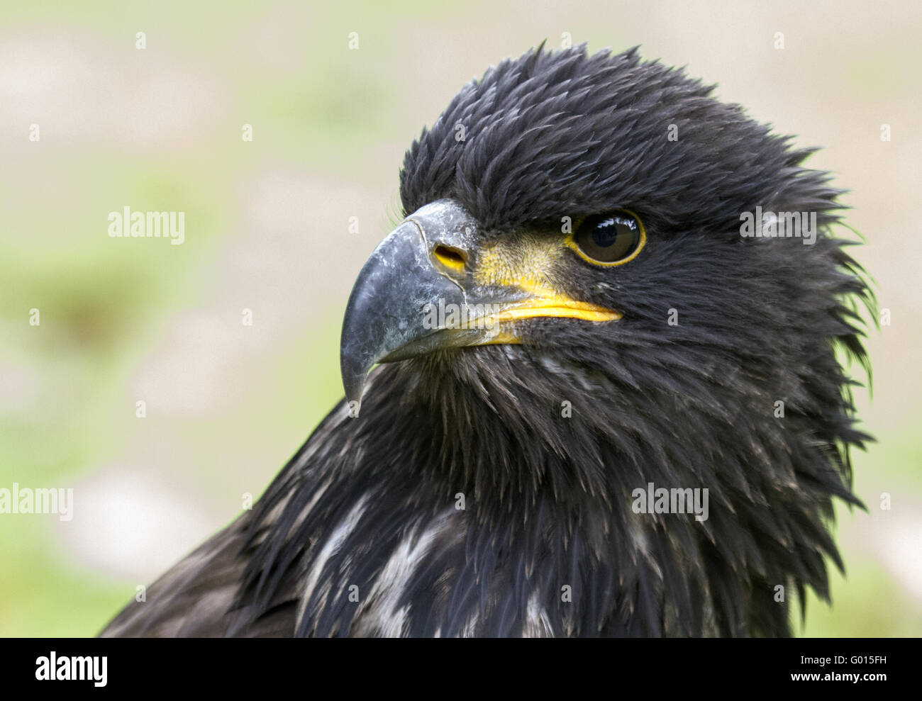 Bald eagle sea hi-res stock photography and images - Alamy
