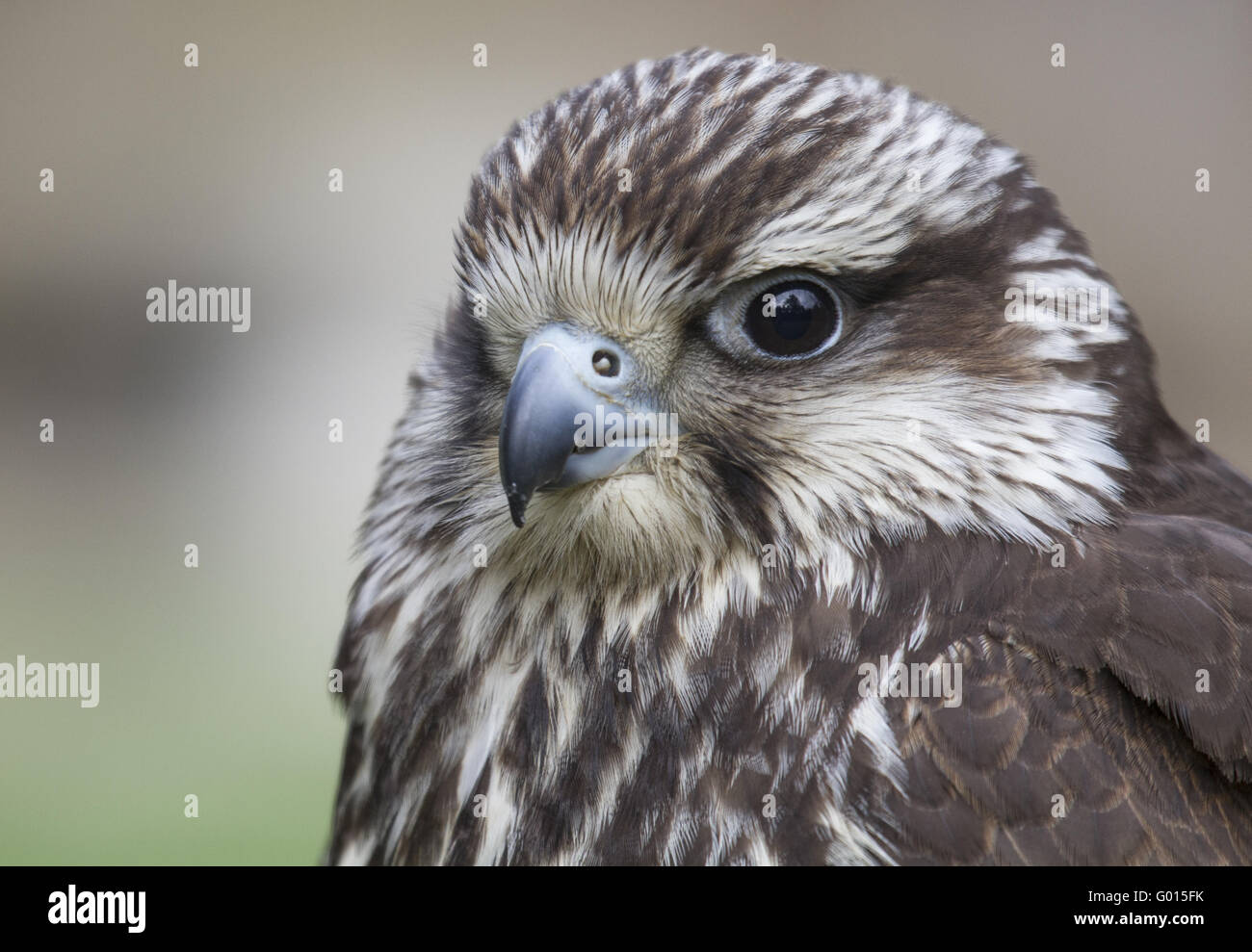 Lannerfalke hi-res stock photography and images - Alamy