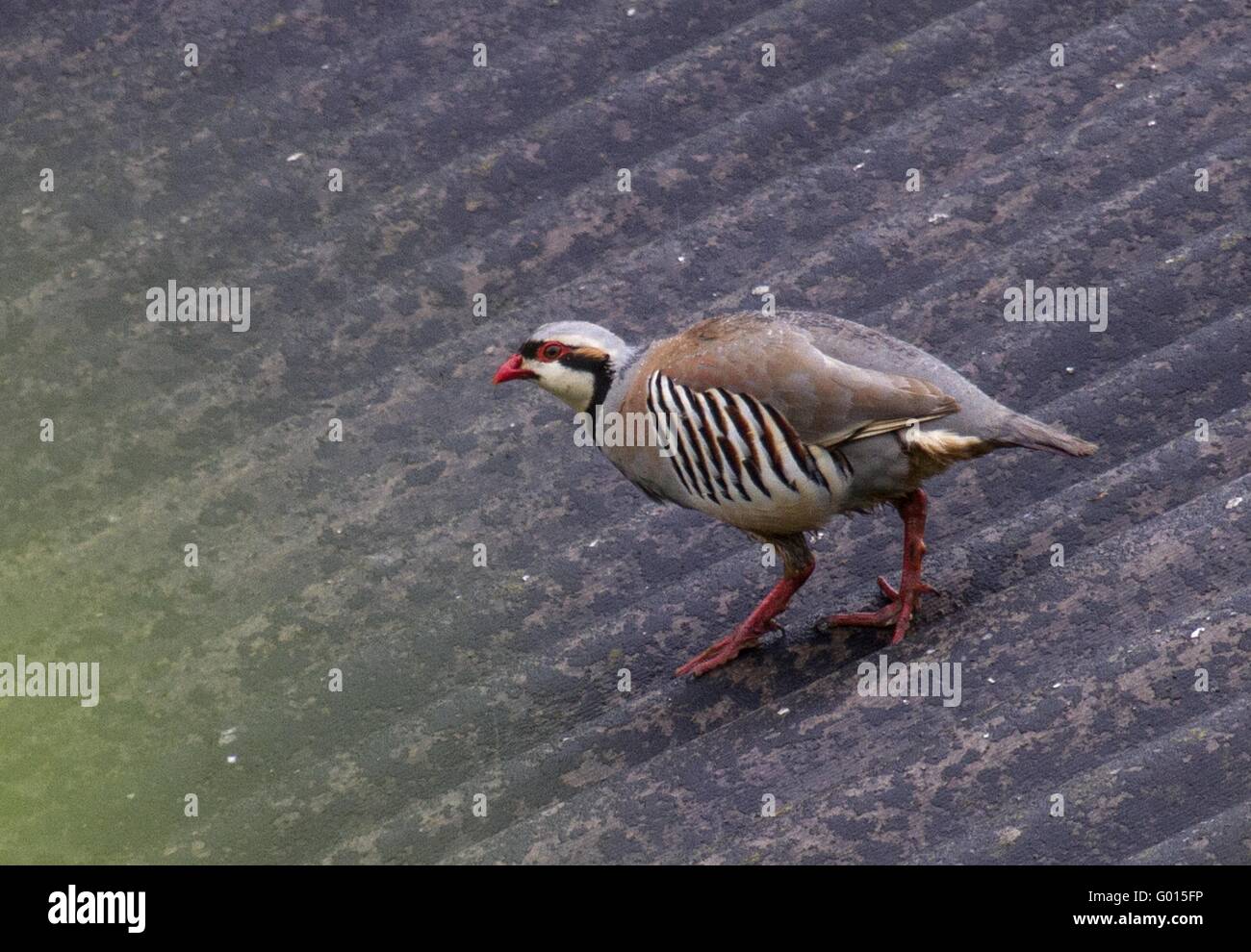 Chukarsteinhuhn hi-res stock photography and images - Alamy
