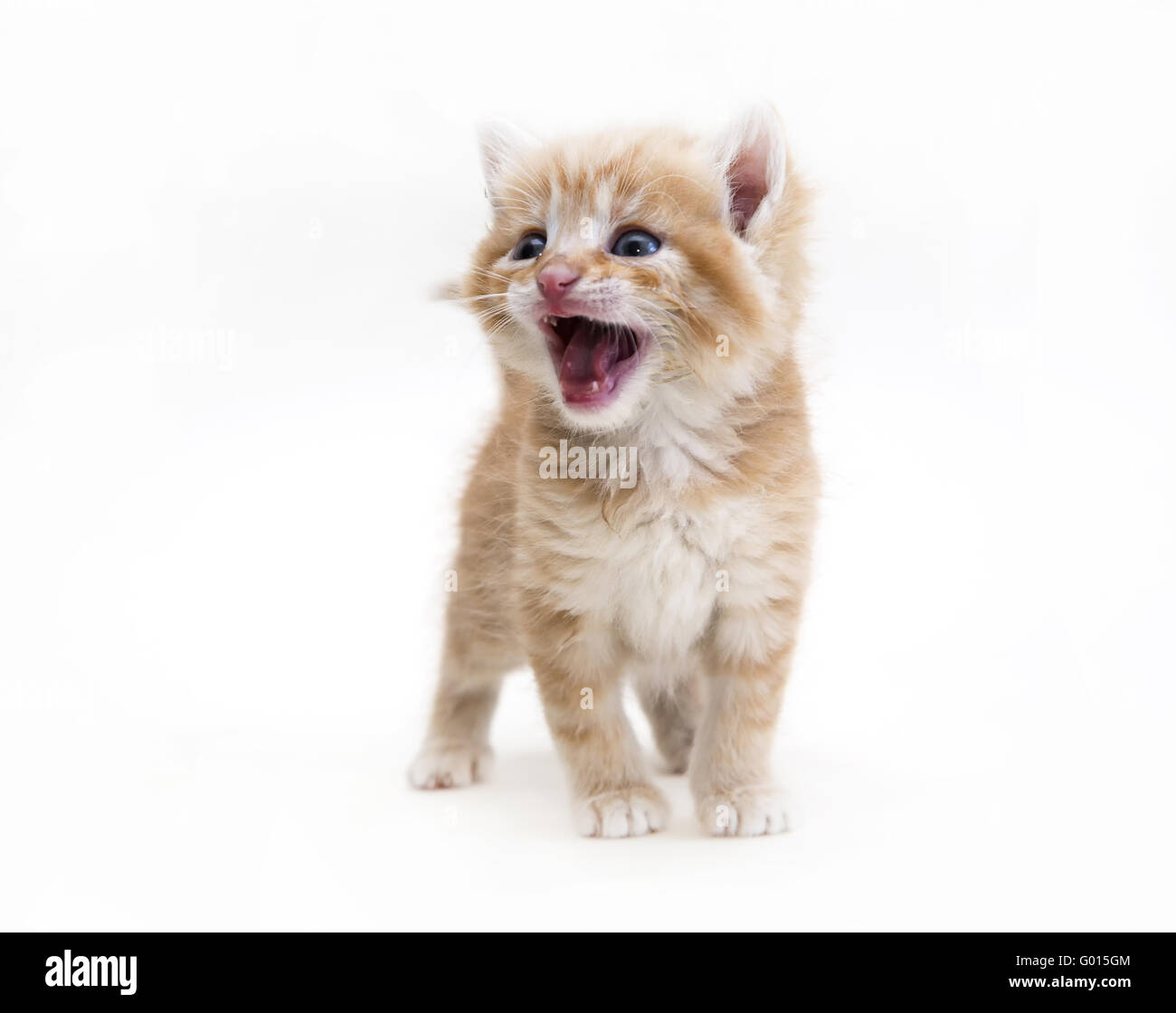 Ginger kitten hi-res stock photography and images - Alamy