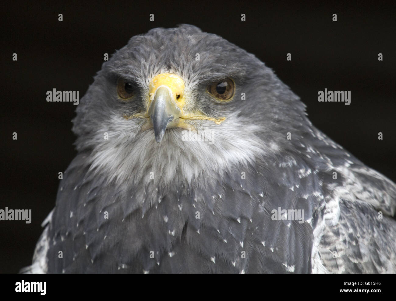 Blaubussard hi-res stock photography and images - Alamy