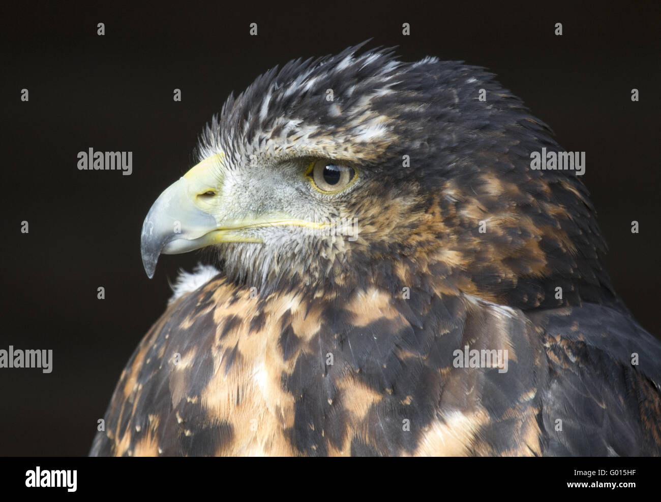 Blaubussard hi-res stock photography and images - Alamy