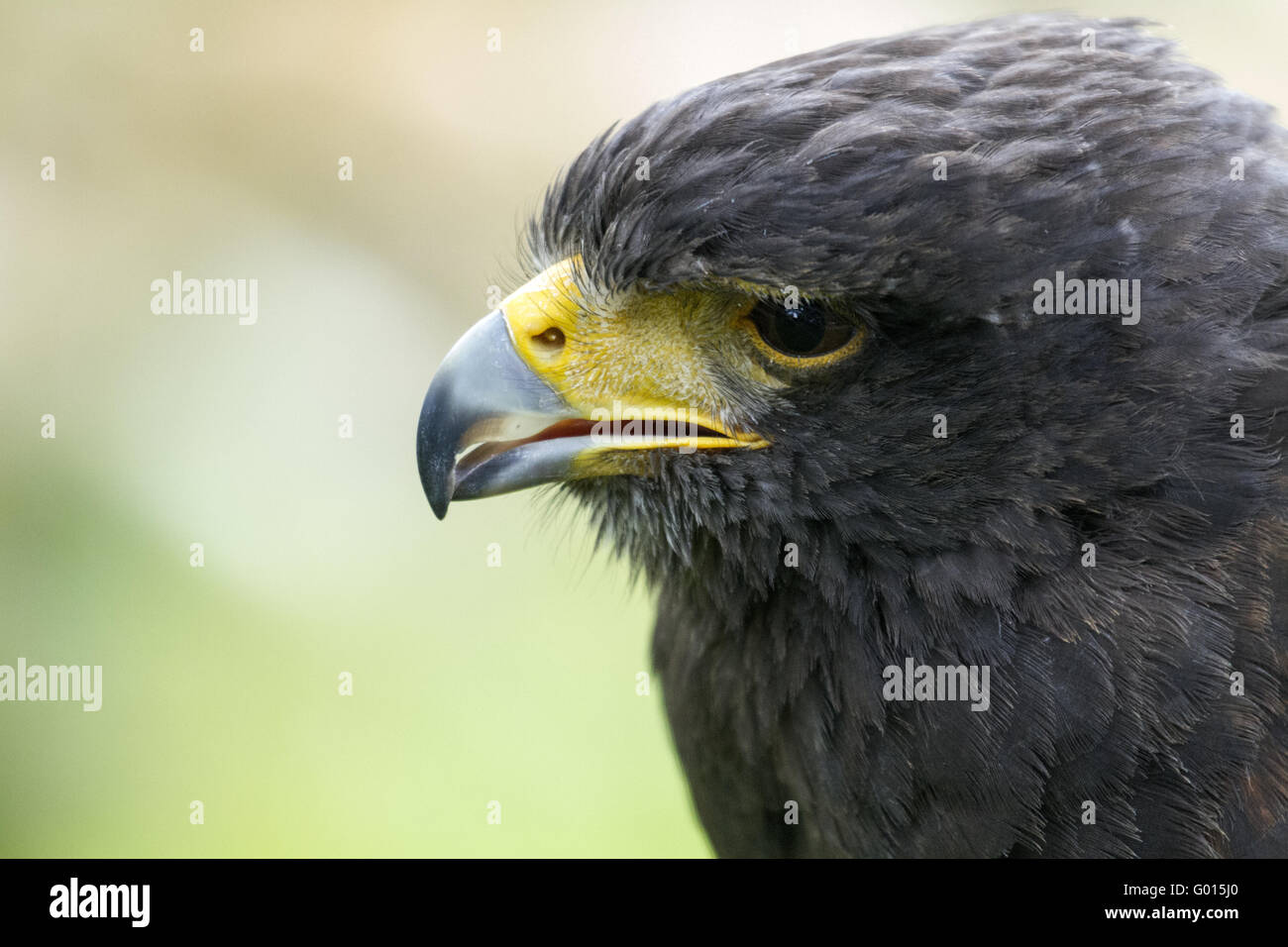 The desert hawk hi-res stock photography and images - Alamy