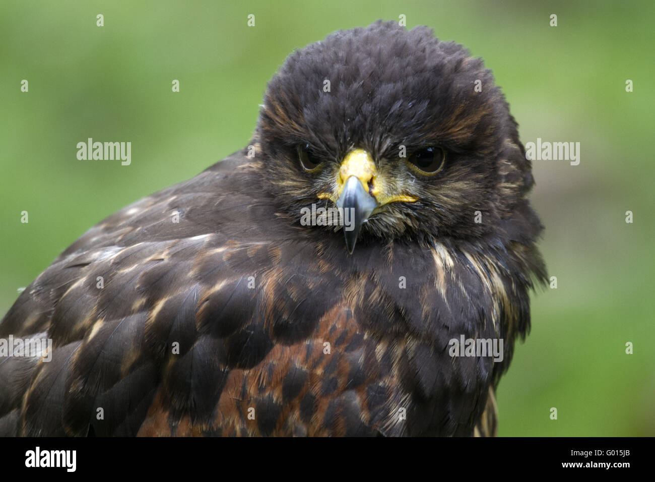 Desert buzzard parabuteo unicinctus hi-res stock photography and images ...