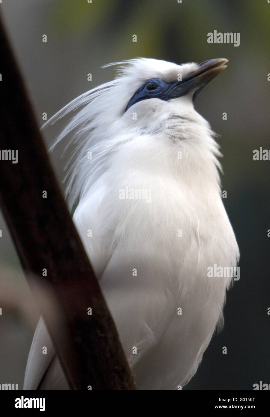 Myna nest hi-res stock photography and images - Alamy