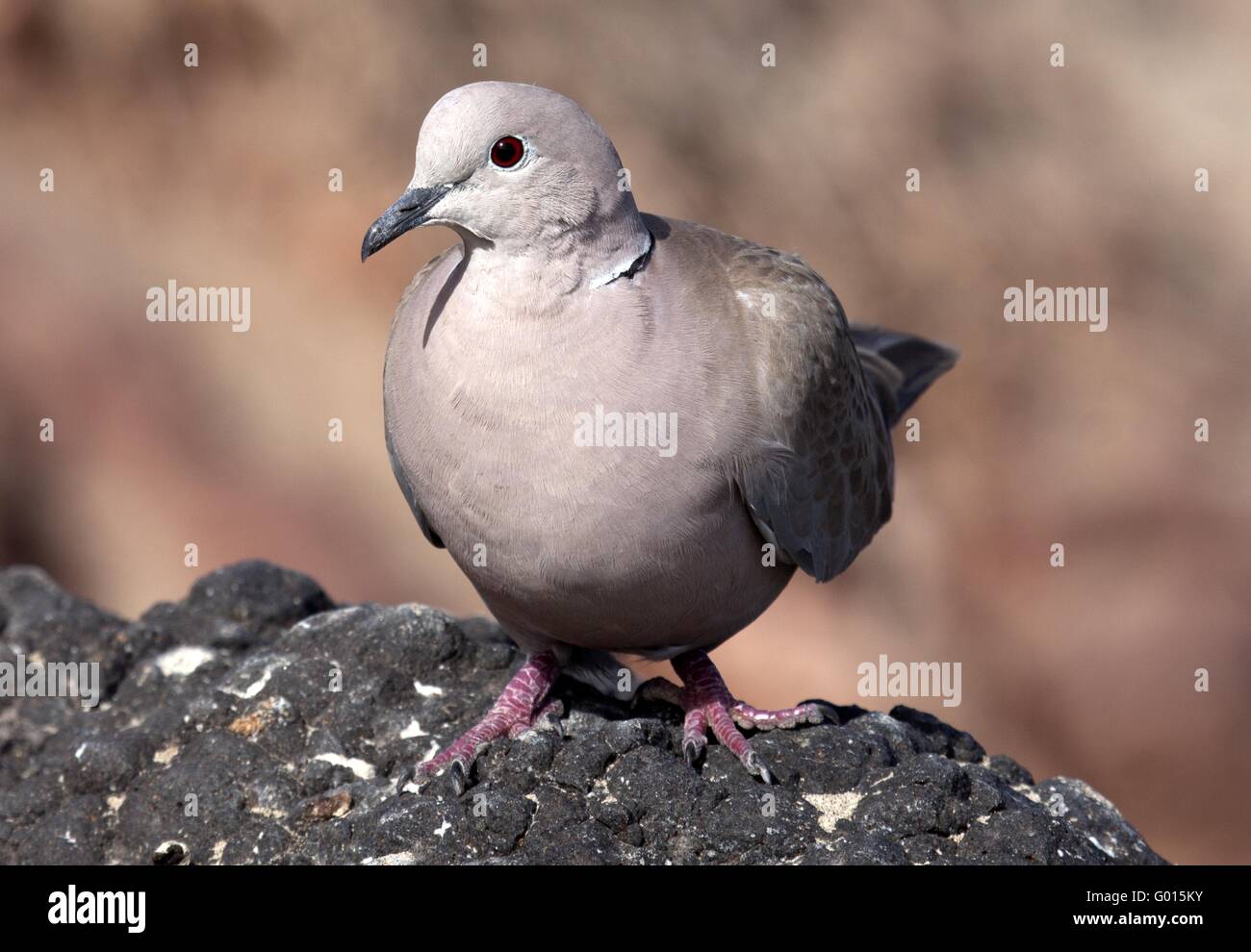 Eurasian collared dove Stock Photo - Alamy