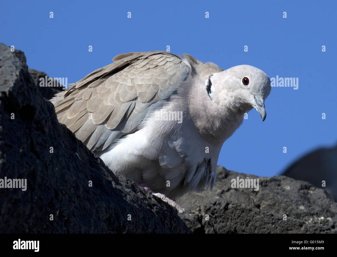 Eurasian collared dove Stock Photo - Alamy