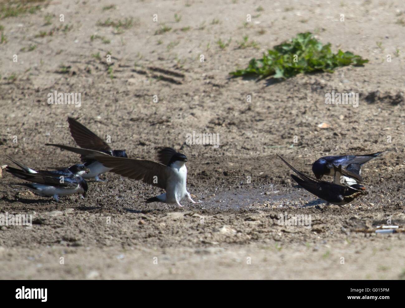 Nominatform hi-res stock photography and images - Alamy