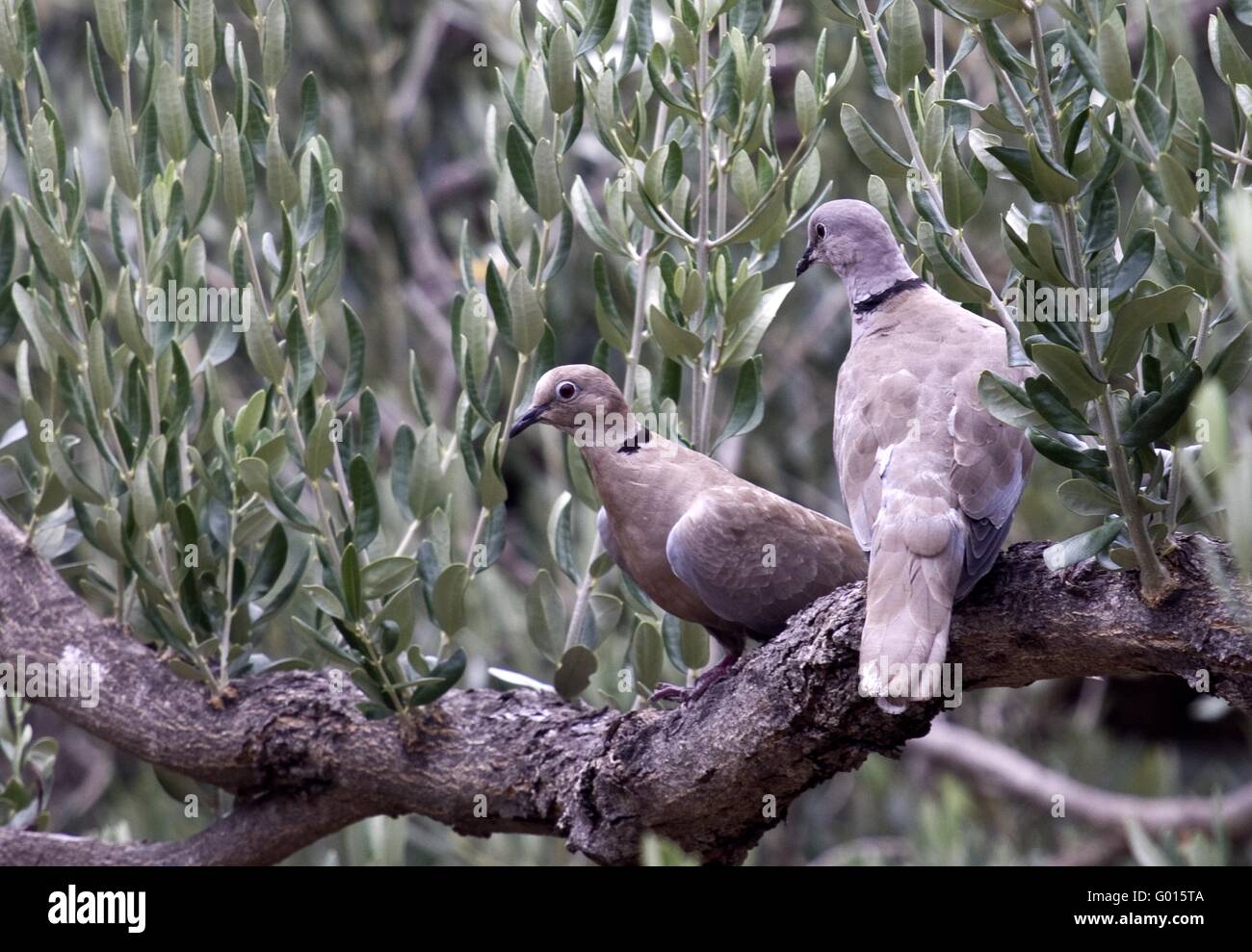 Eurasian collared dove Stock Photo - Alamy