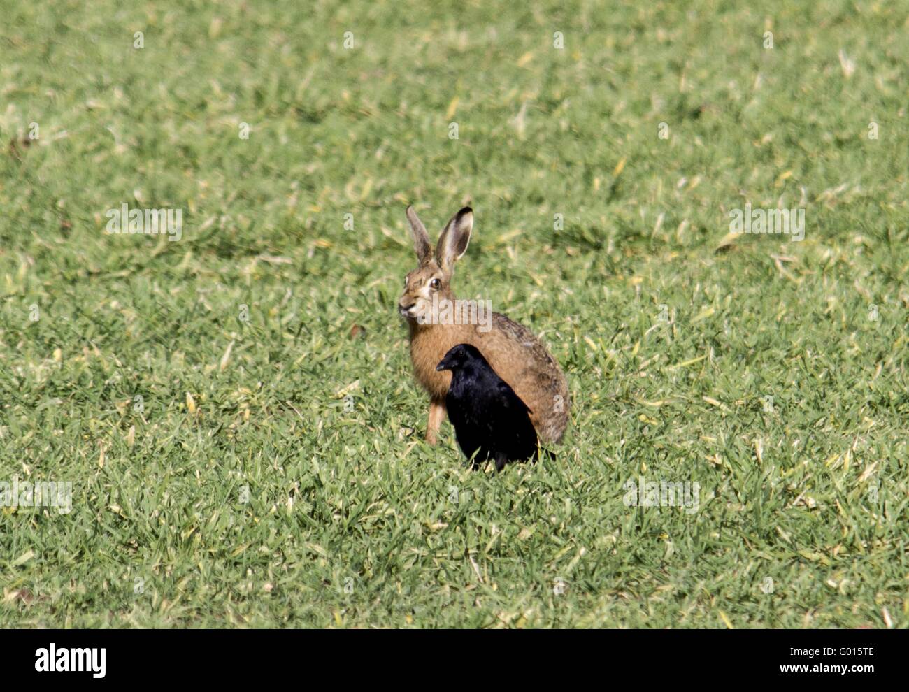 Rabbit with Corvus corone Stock Photo - Alamy