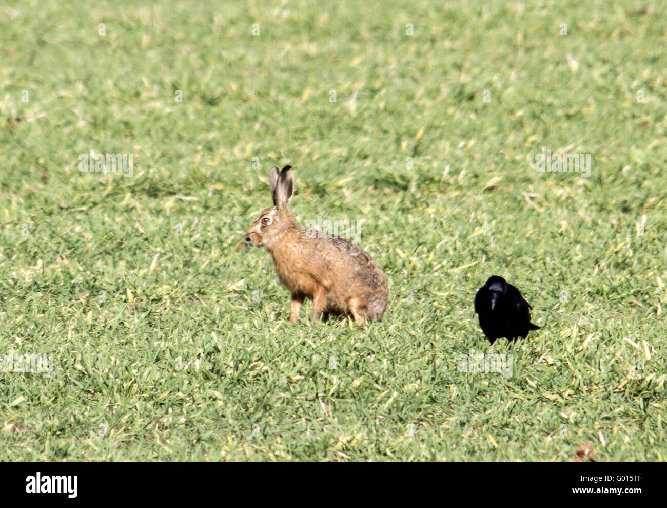 Rabbit with Corvus corone Stock Photo - Alamy